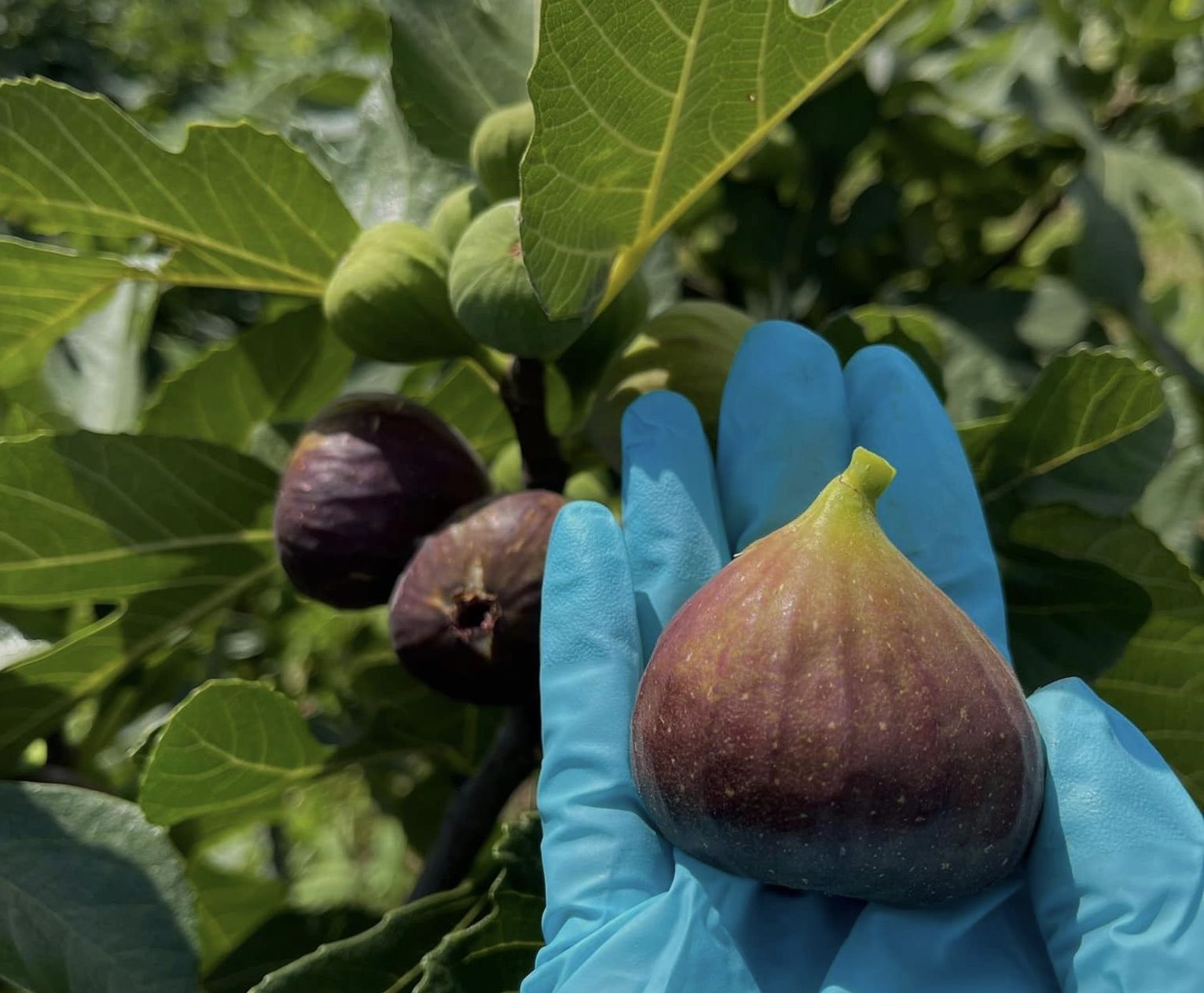 Fig Orchard - Fruit and vegetable producers