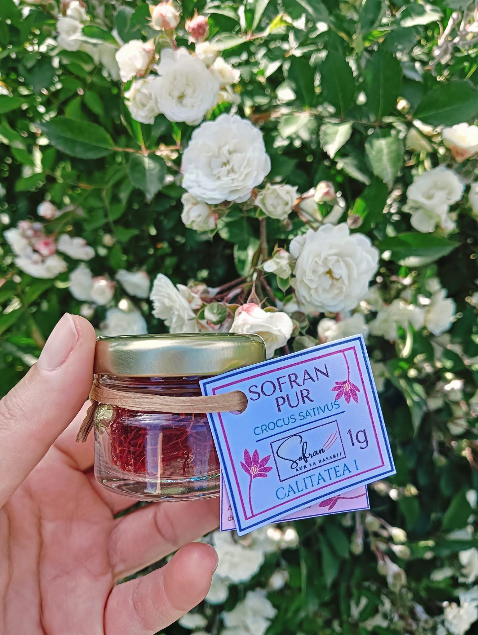 Condiment exotic - Șofran de Buzău